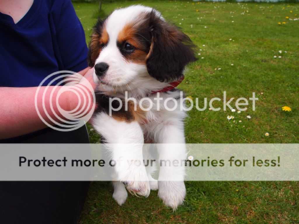 Corgalier Puppy | Reptile Forums